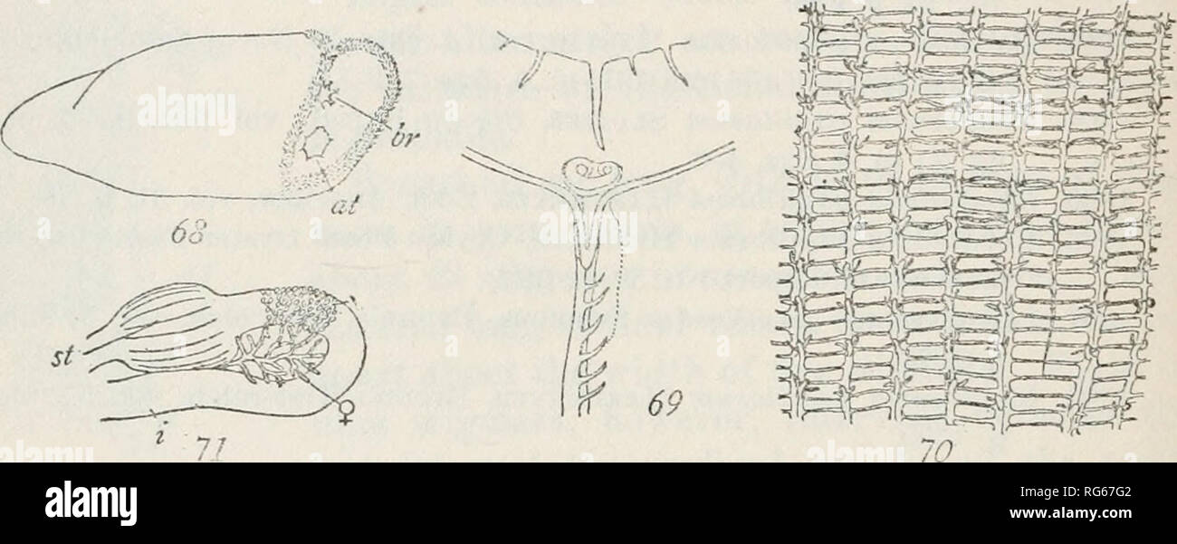 Slender tentacles extend hi-res stock photography and images - Alamy