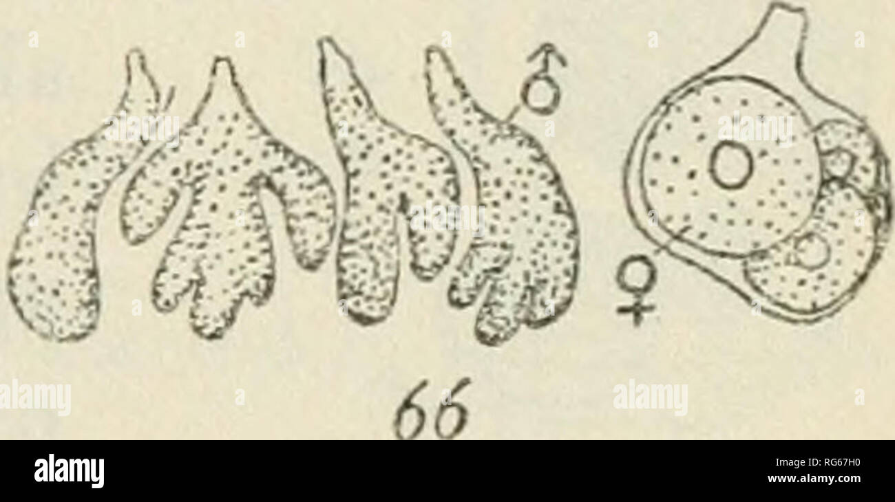 . Bulletin - United States National Museum. Science. my. 64 ^=^= 65 ...