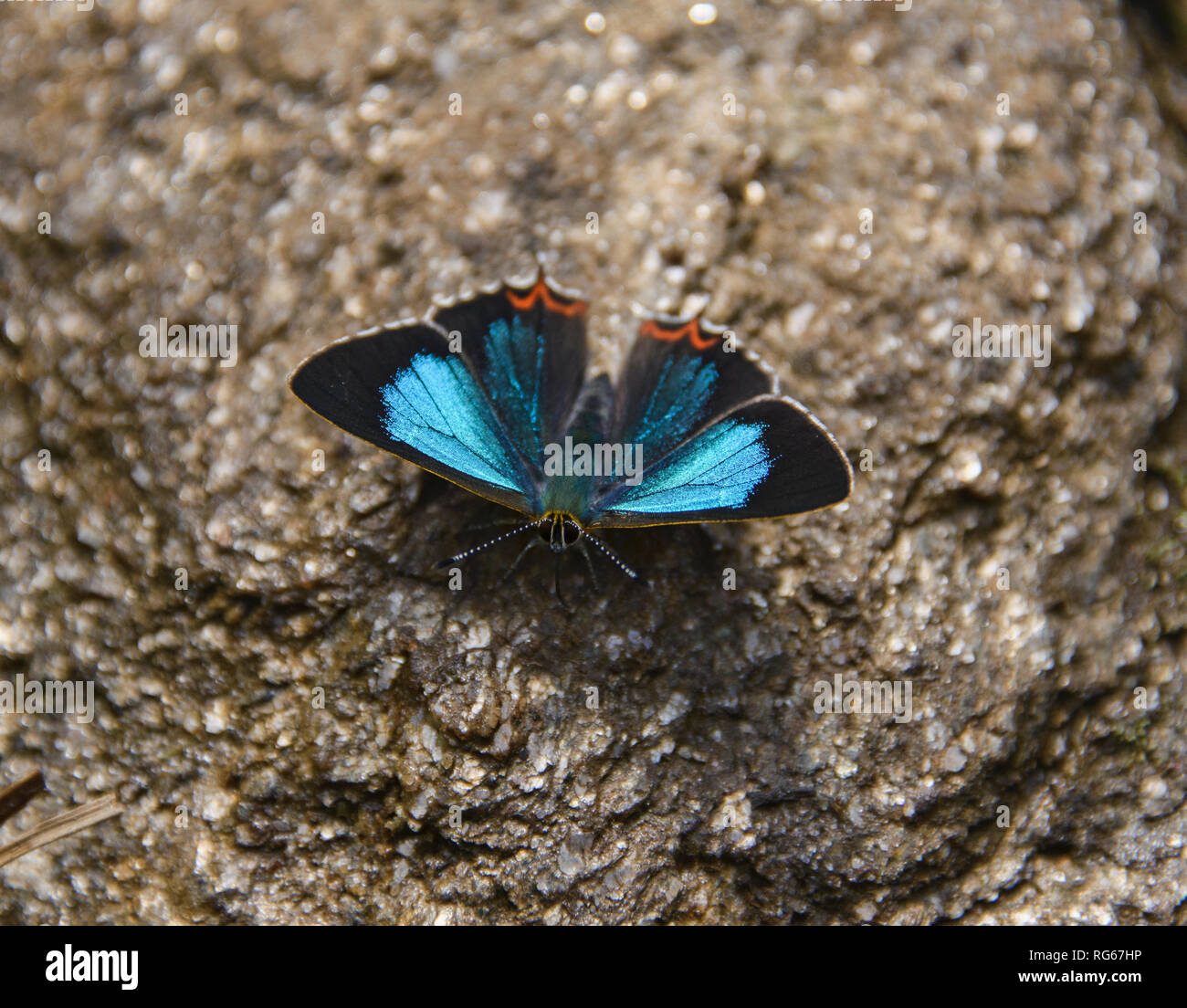 Himalayan butterfly hi-res stock photography and images - Alamy