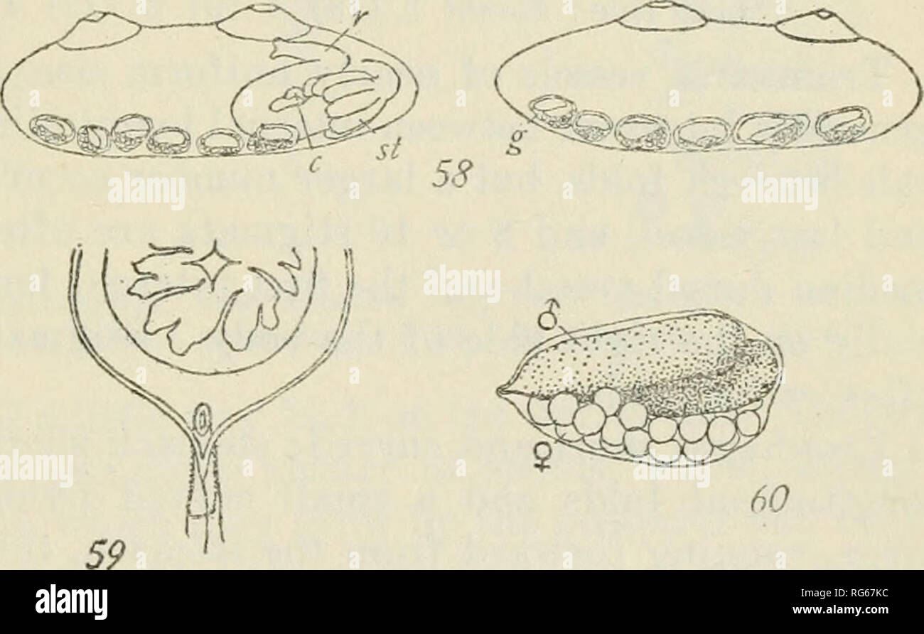 . Bulletin - United States National Museum. Science. ASCIDIANS OF TITE ...