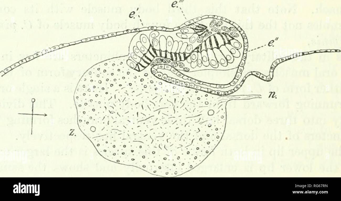 . Bulletin - United States National Museum. Science. '36 BULLETIN 100 ...