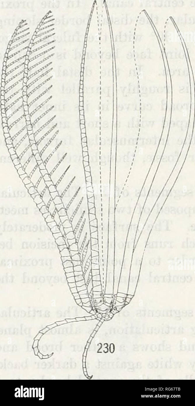 . Bulletin - United States National Museum. Science. 188 BULLETIN 82 ...