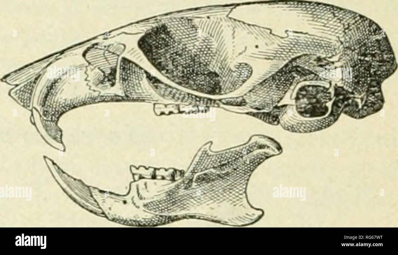 . Bulletin - United States National Museum. Science. Fig. 93 ...