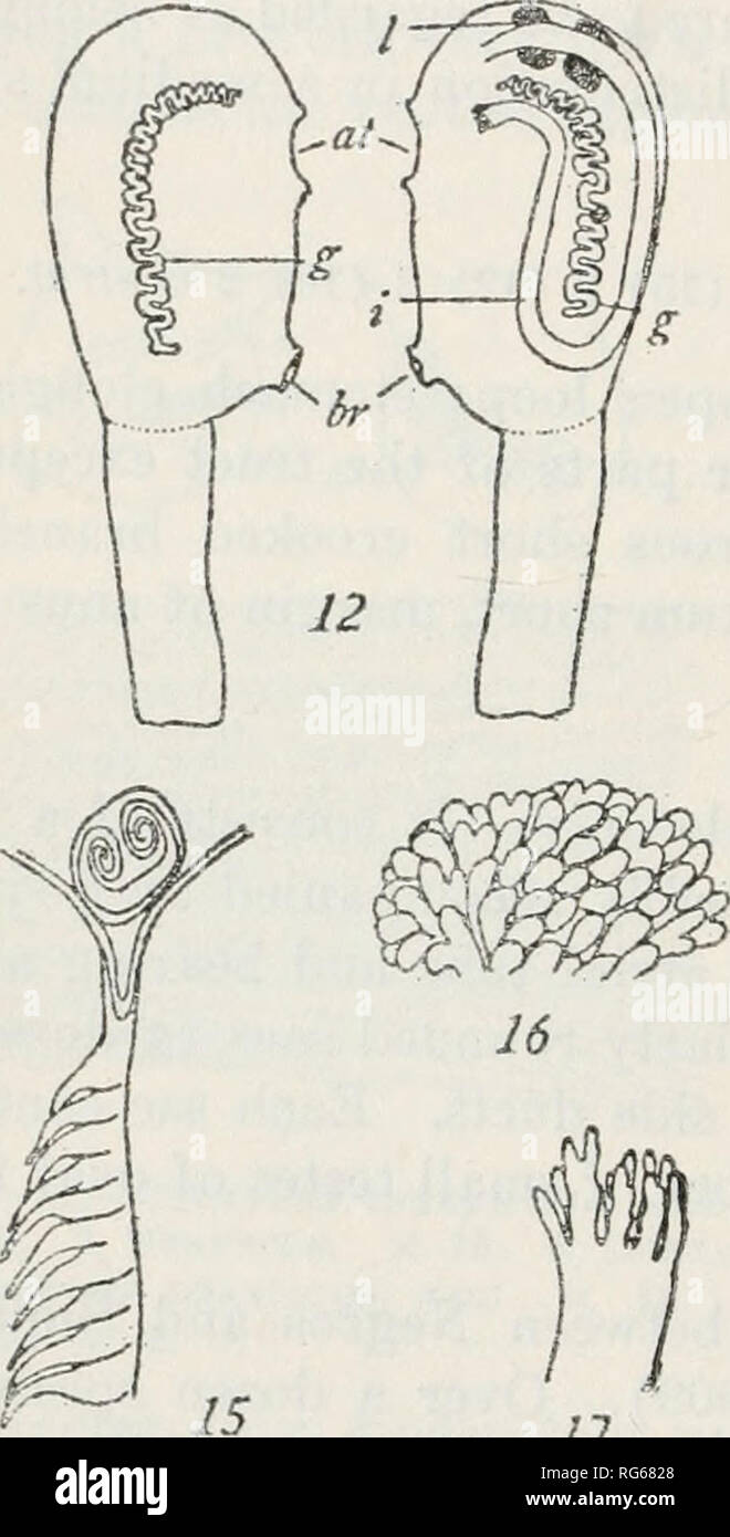 . Bulletin - United States National Museum. Science. 74 BULLETIN 100 ...