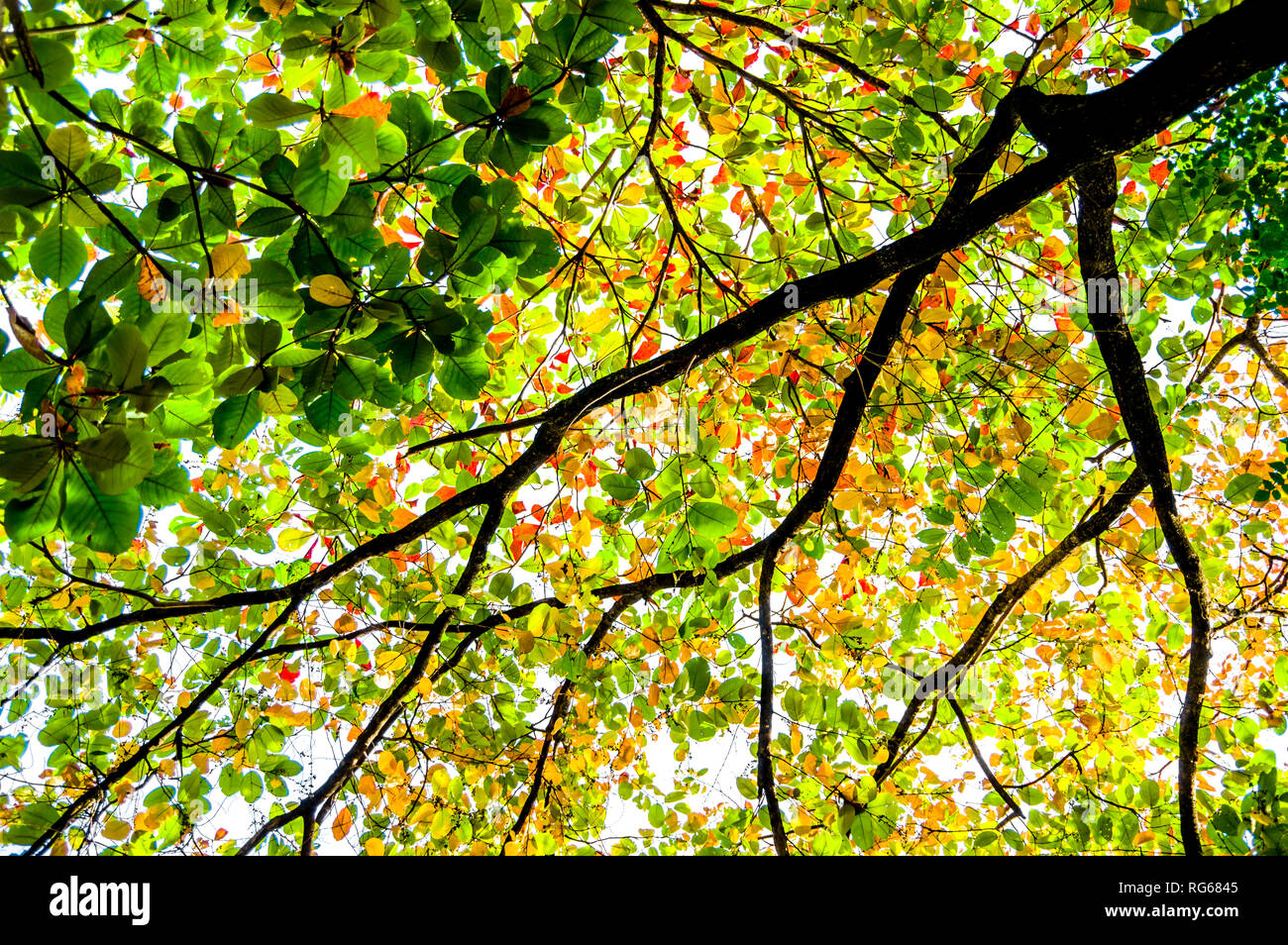 Colorful branch hi-res stock photography and images - Alamy