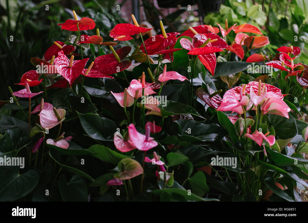 Colorful anthurium flower Stock Photo - Alamy