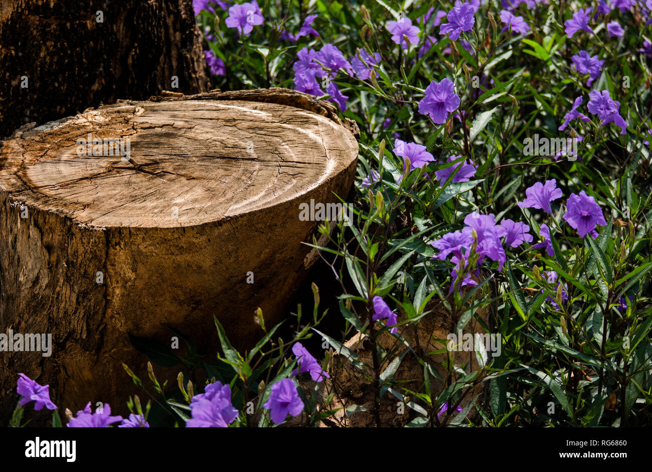 Tree trunk and flowers Stock Photo - Alamy