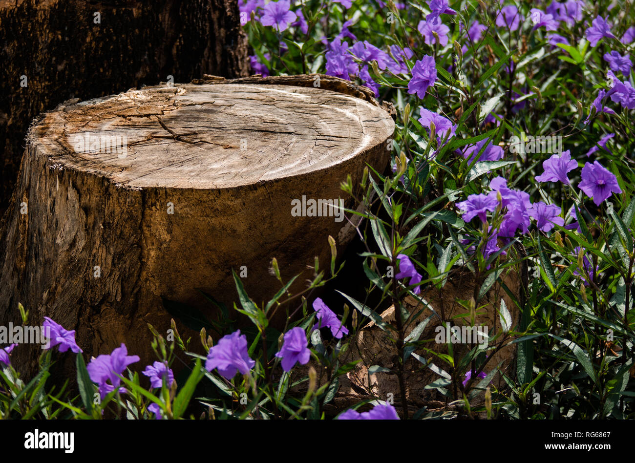 Tree trunk and flowers Stock Photo - Alamy