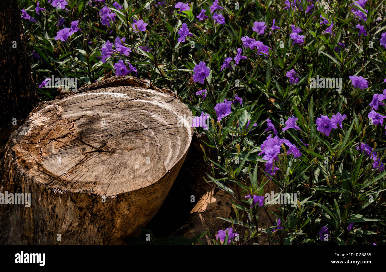 Tree trunk and flowers Stock Photo - Alamy