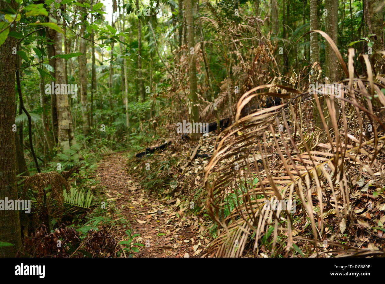 The wishing pool circuit walk, Eungella National Park, Queensland ...