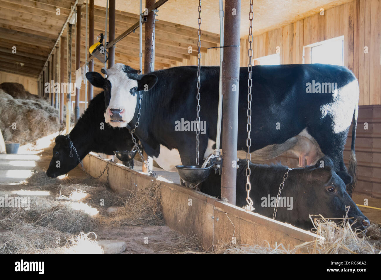 cow in a dairy farm close up Stock Photo - Alamy