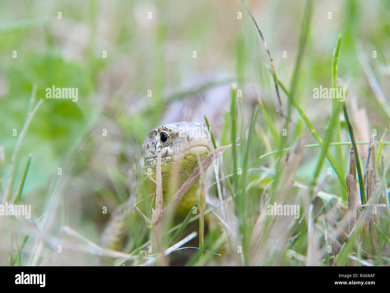 A garden lizard hides in the green grass Stock Photo - Alamy