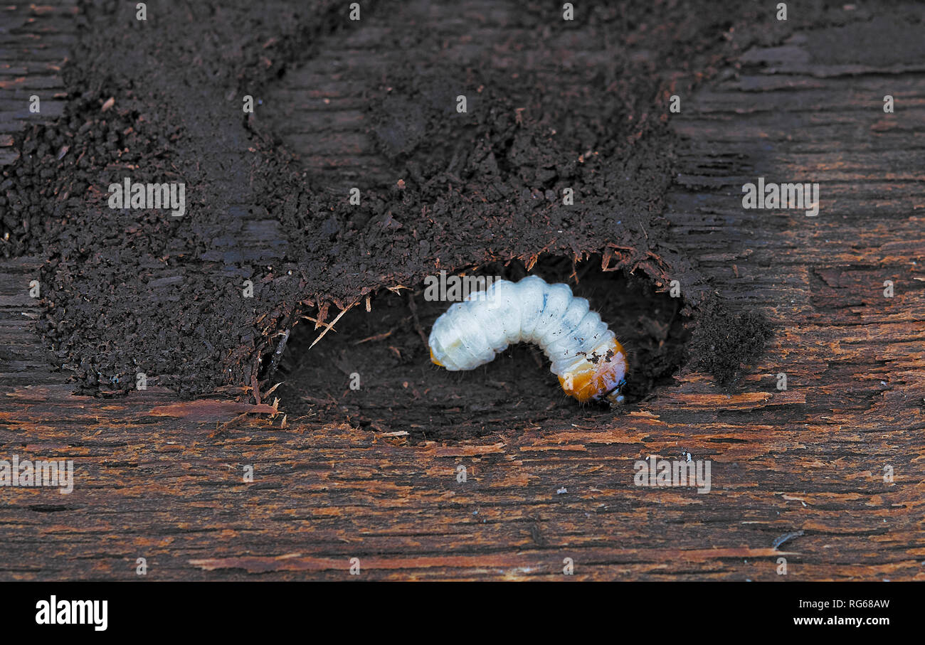 Woodworm beetle hi-res stock photography and images - Alamy
