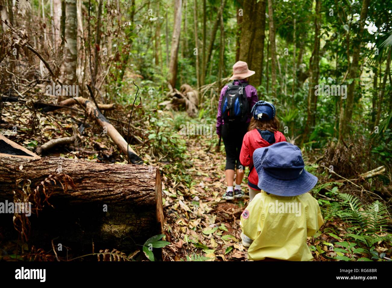 The wishing pool circuit walk, Eungella National Park, Queensland ...