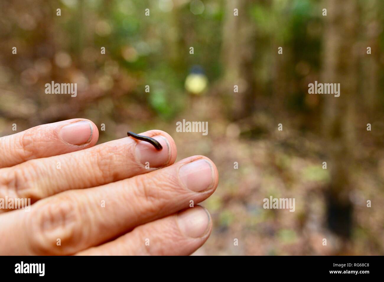 A leech on a mans hand, The wishing pool circuit walk, Eungella ...