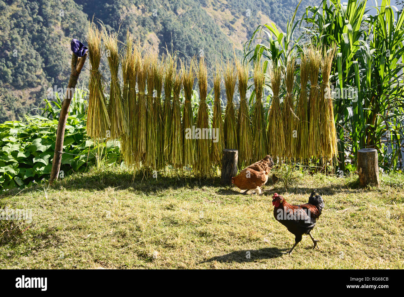 Drying of millet on the trail to Everest Base Camp, Khumbu, Nepal Stock ...