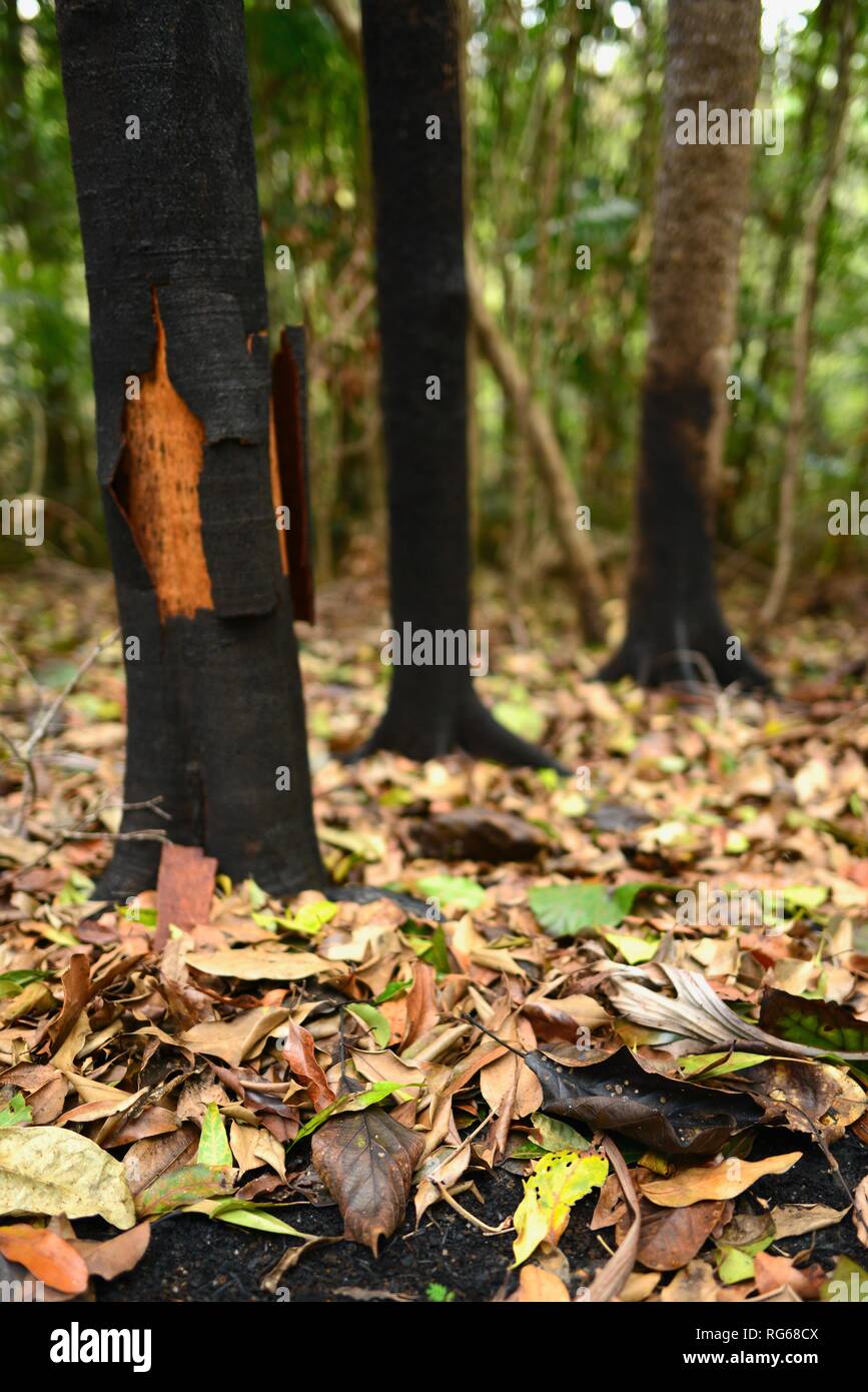 The wishing pool circuit walk, Eungella National Park, Queensland ...