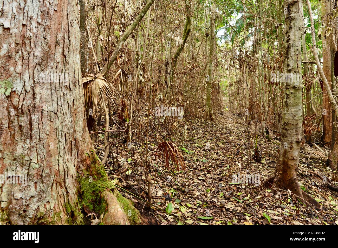 The wishing pool circuit walk, Eungella National Park, Queensland ...