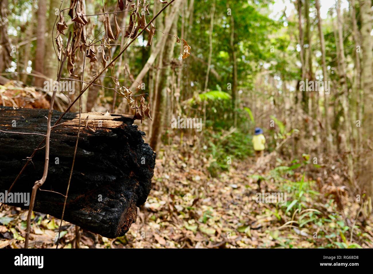 The wishing pool circuit walk, Eungella National Park, Queensland ...