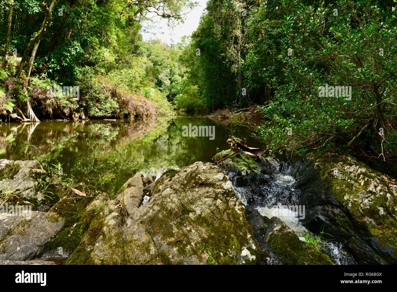 The wishing pool on the wishing pool circuit walk, Eungella National ...