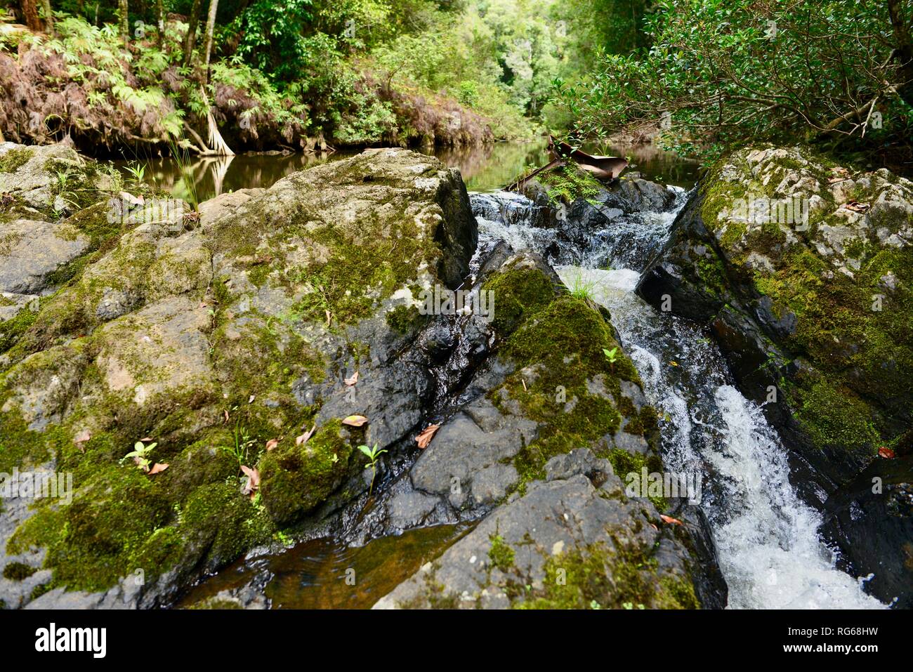 The wishing pool on the wishing pool circuit walk, Eungella National ...