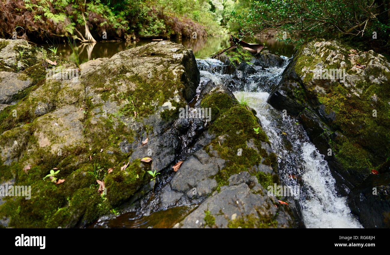 The wishing pool on the wishing pool circuit walk, Eungella National ...
