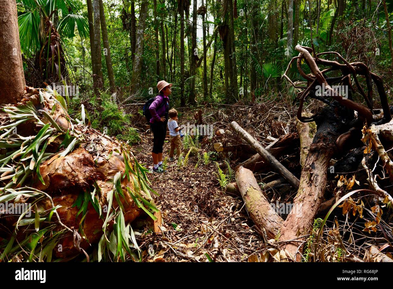 The wishing pool circuit walk, Eungella National Park, Queensland ...