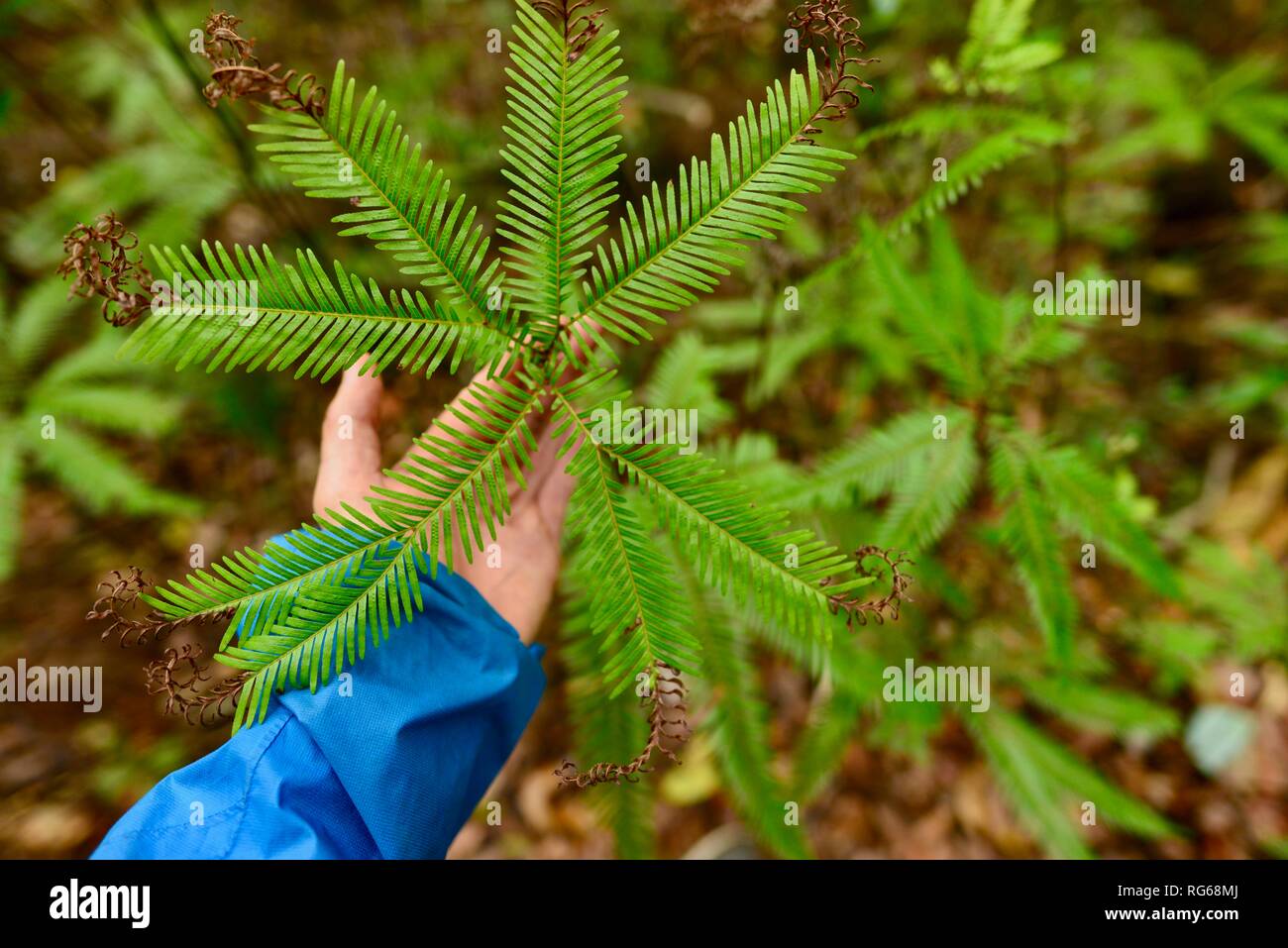 A fern with a circle shape, The wishing pool circuit walk, Eungella ...