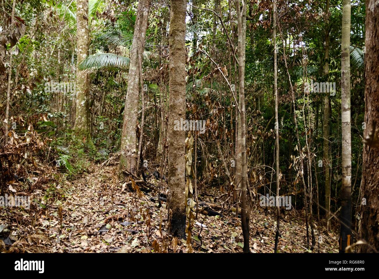 The wishing pool circuit walk, Eungella National Park, Queensland ...