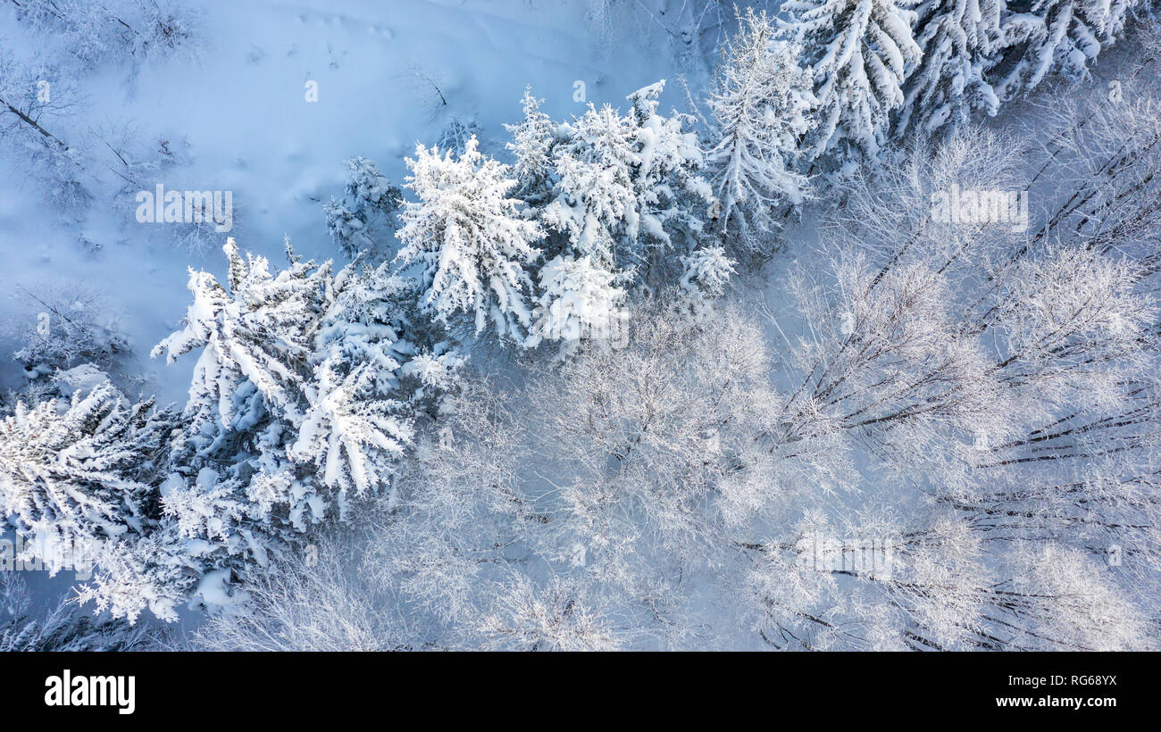 Aerial view of the forest at winter. The trees are covered with snow ...