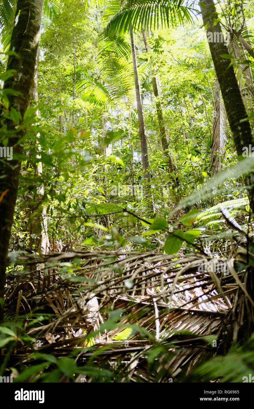 The wishing pool circuit walk, Eungella National Park, Queensland ...