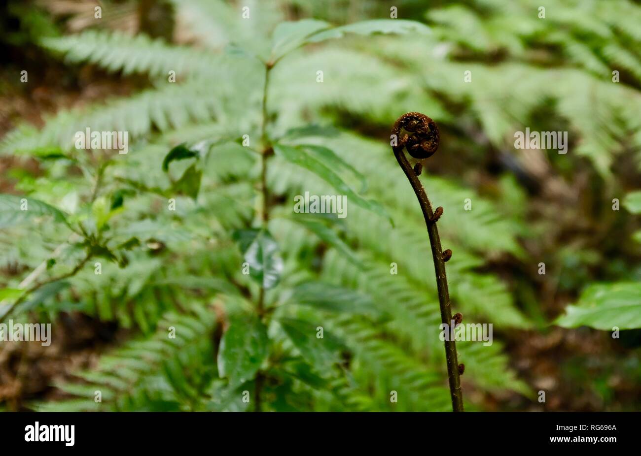 The wishing pool circuit walk, Eungella National Park, Queensland ...