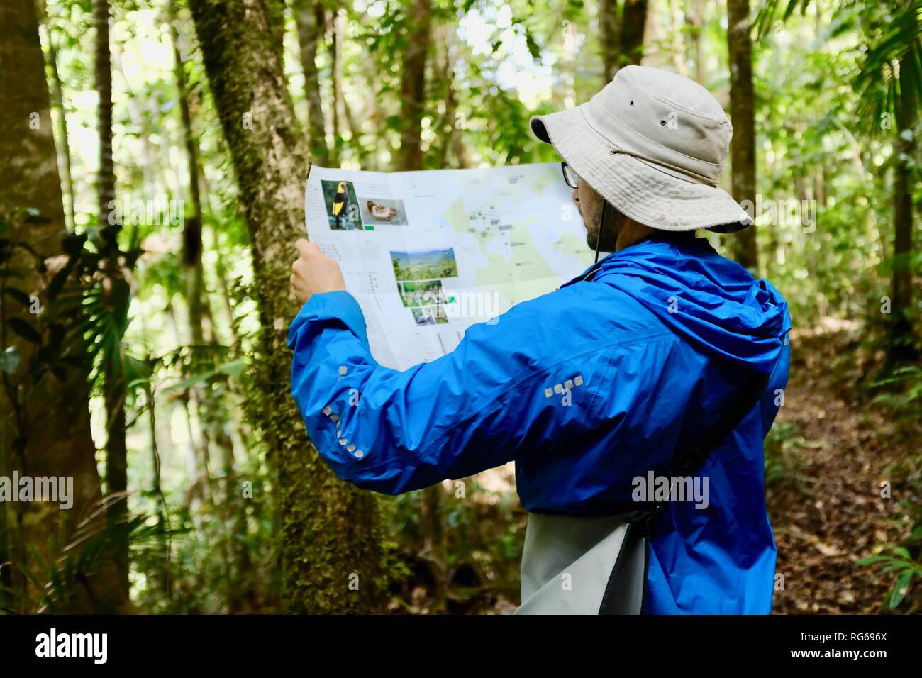 A man reads a map in a forest, The wishing pool circuit walk, Eungella ...