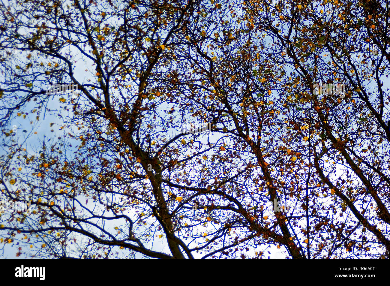 A tangle of almost bare tree branches in autumn with few hanging leaves ...