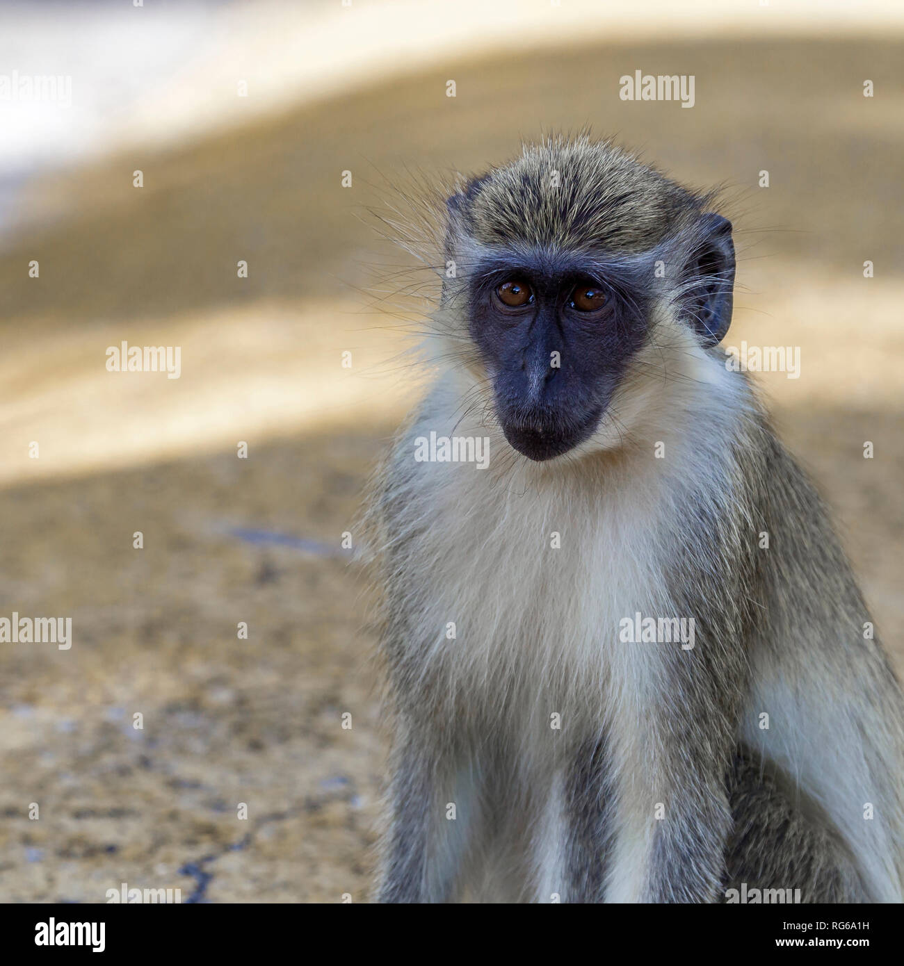 Green monkey callithrix monkey chlorocebus hi-res stock photography and ...