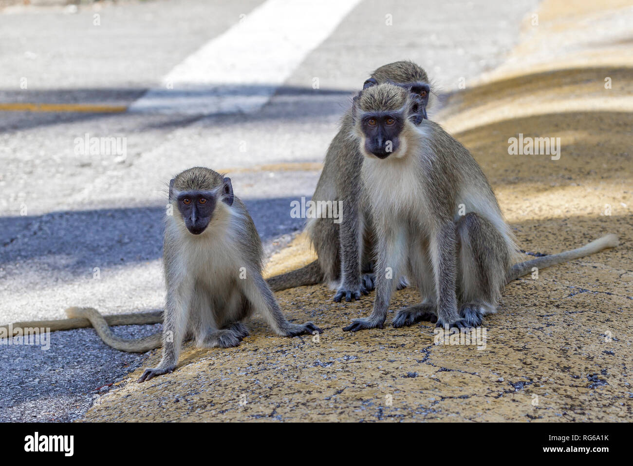 Green Monkey Chlorocebus aethiops/sabeus, Barbados Stock Photo - Alamy