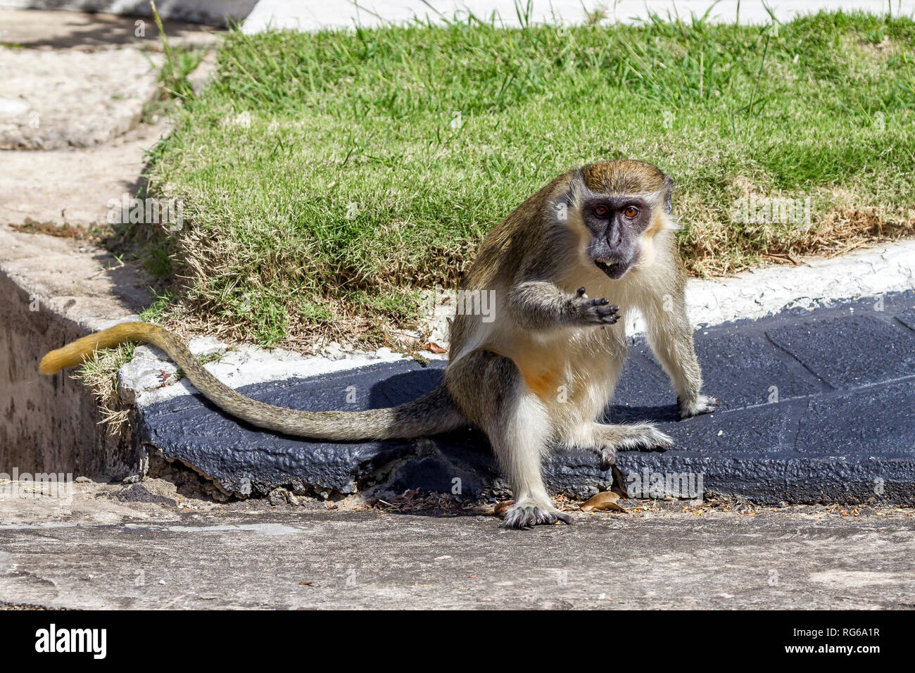 Green Monkey Chlorocebus aethiops/sabeus, Barbados Stock Photo - Alamy