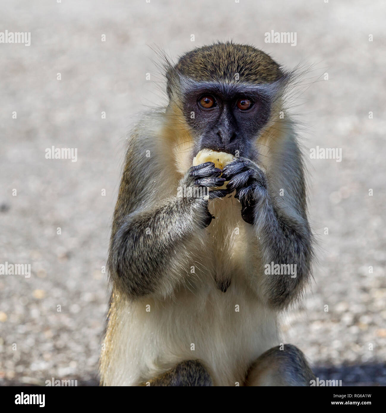 Green Monkey Chlorocebus aethiops/sabeus, Barbados Stock Photo - Alamy