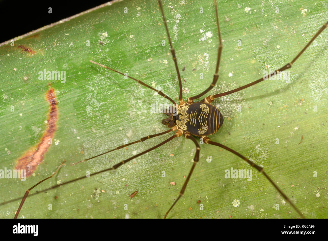 Harvestman Spider (Opiliones) at rest on leaf, Panama, October Stock ...