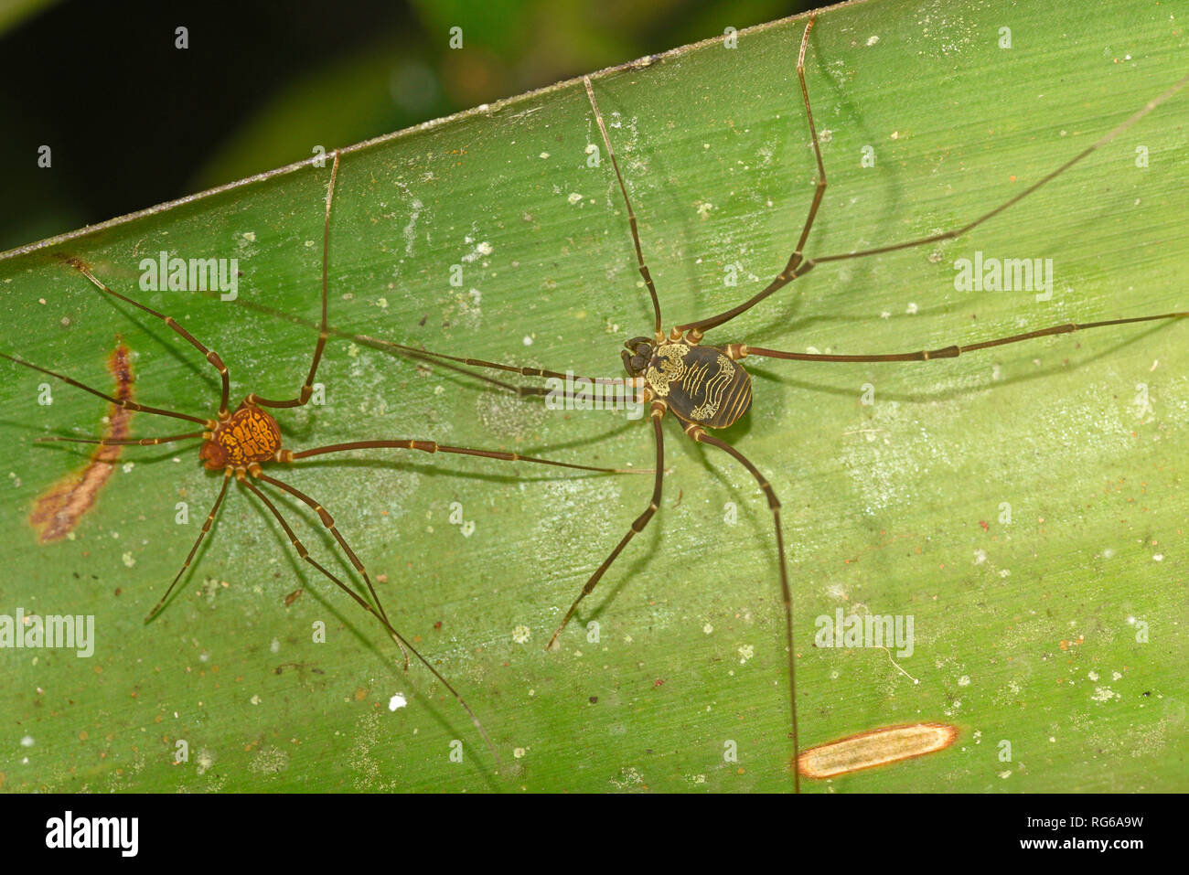 Harvestman Spider (Opiliones) two at rest on leaf, Panama, October ...