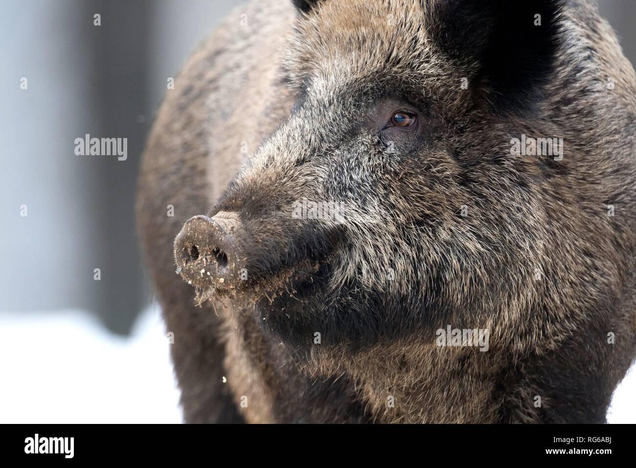 Wild boar | usage worldwide Stock Photo - Alamy