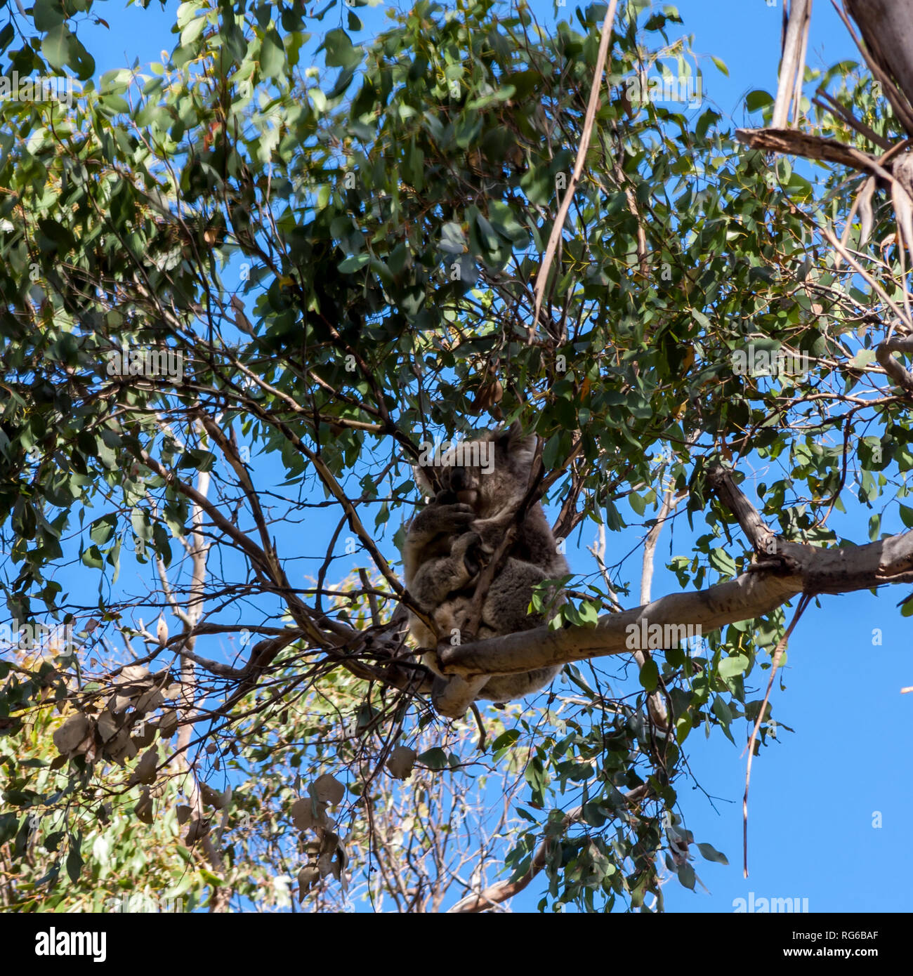 Koala hiding high in on the eucalyptus tree. Australia, Kangaroo Island ...