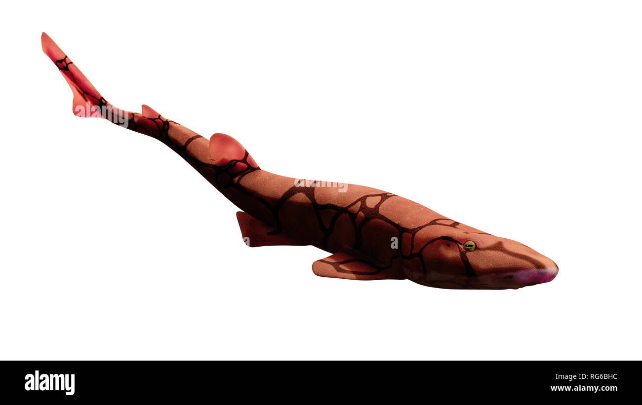 chain catshark (Scyliorhinus retifer) small ground shark species in the ...