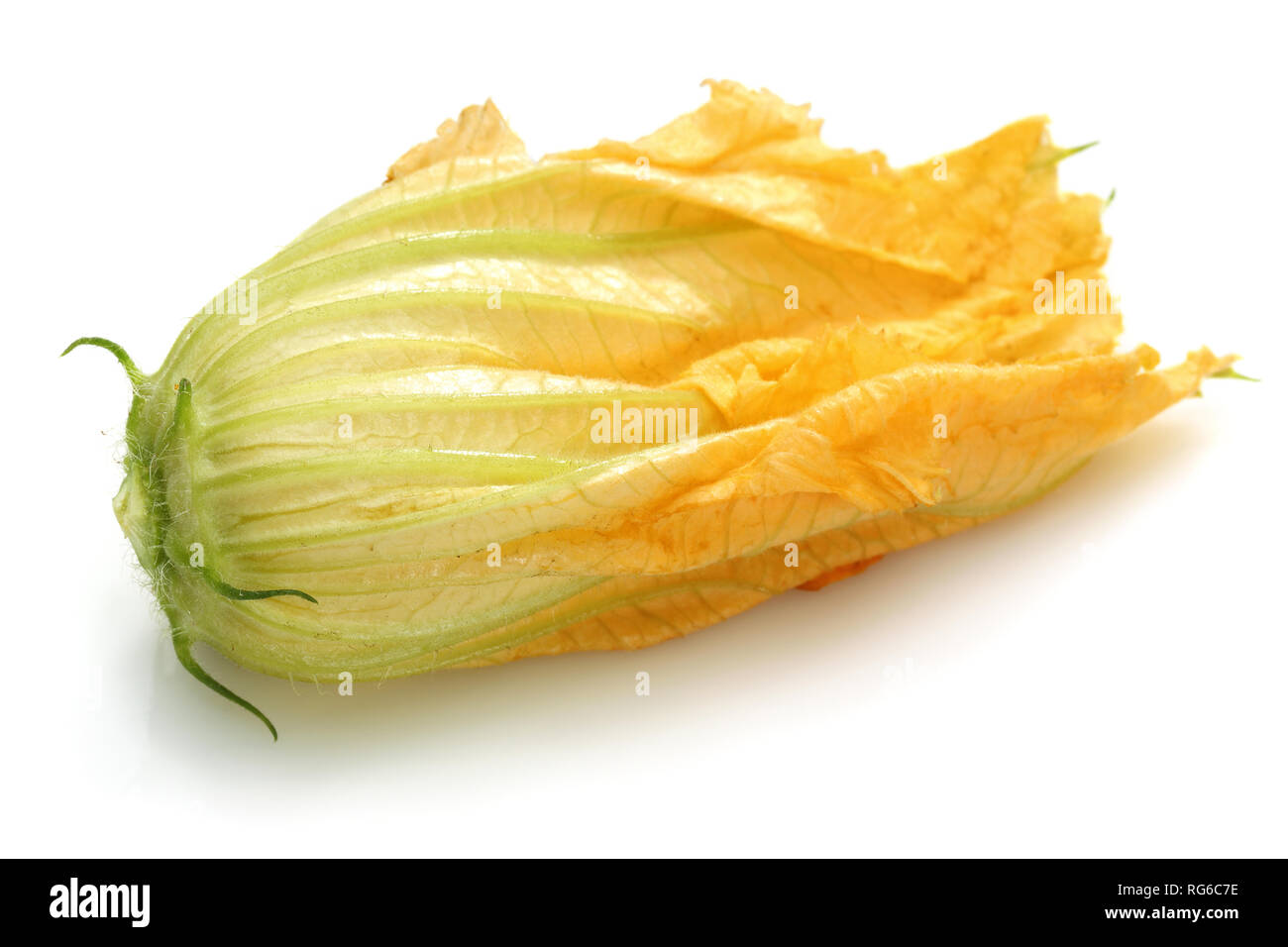Squash Blossoms isolated on white background Stock Photo - Alamy