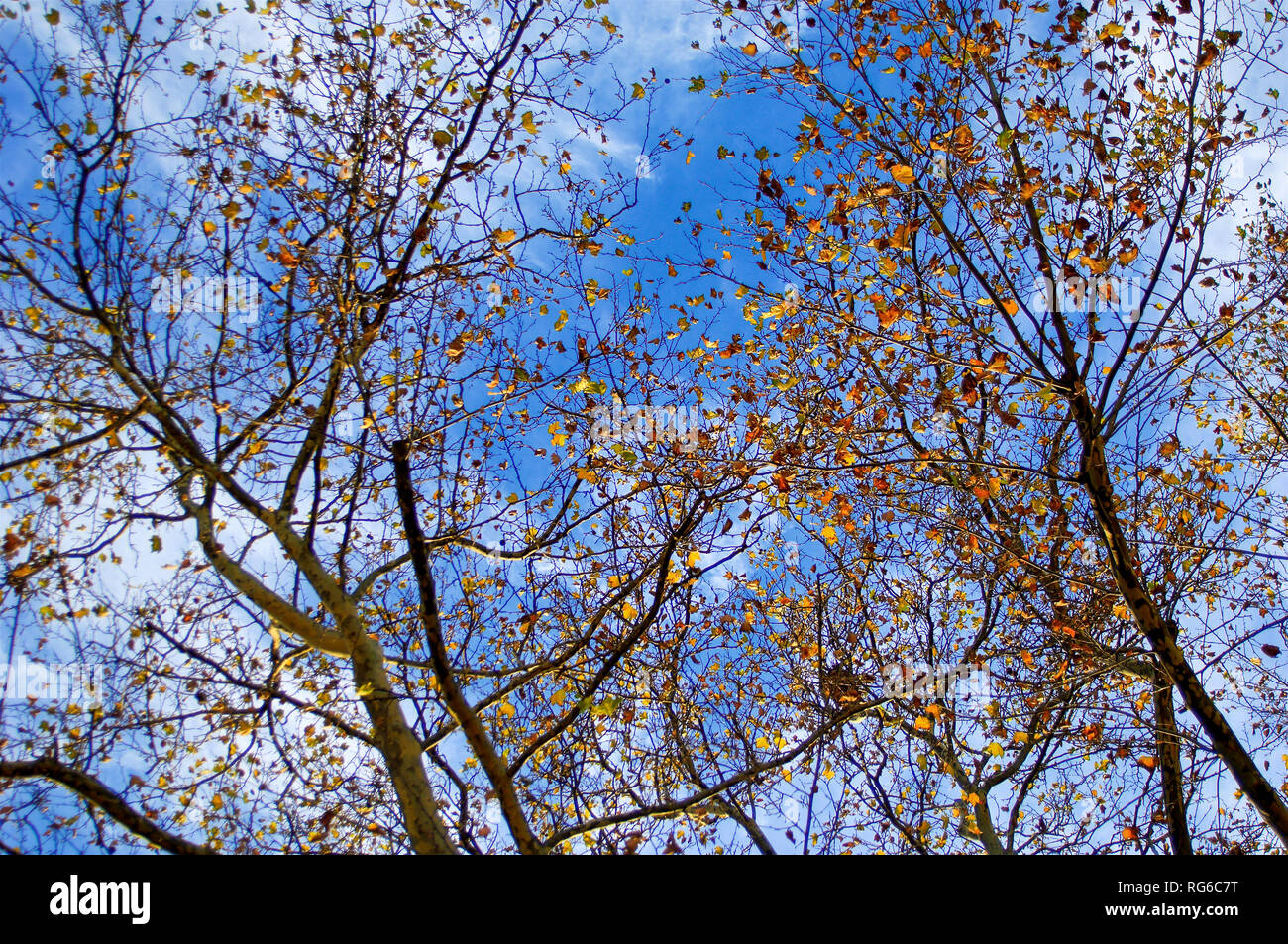A tangle of almost bare tree branches in autumn with few hanging leaves ...