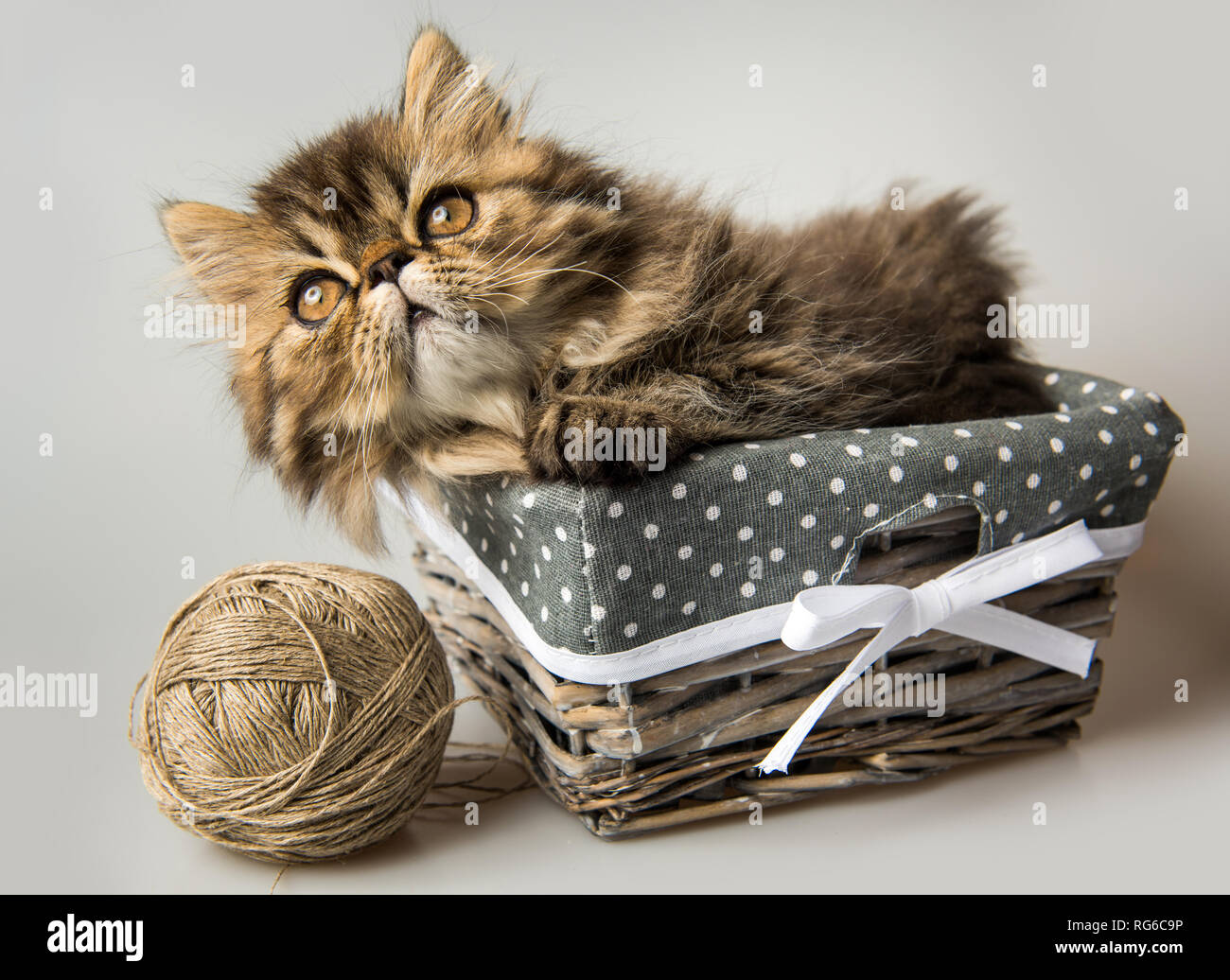 Beautiful Persian kitten cat marble color coat Stock Photo - Alamy
