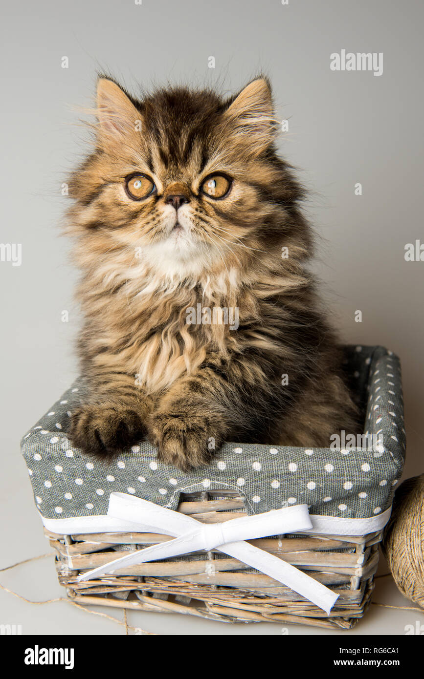 Beautiful Persian kitten cat marble color coat Stock Photo - Alamy