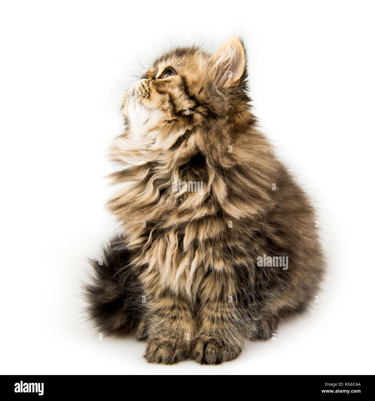 Profile looking up High Resolution Stock Photography and Images - Alamy