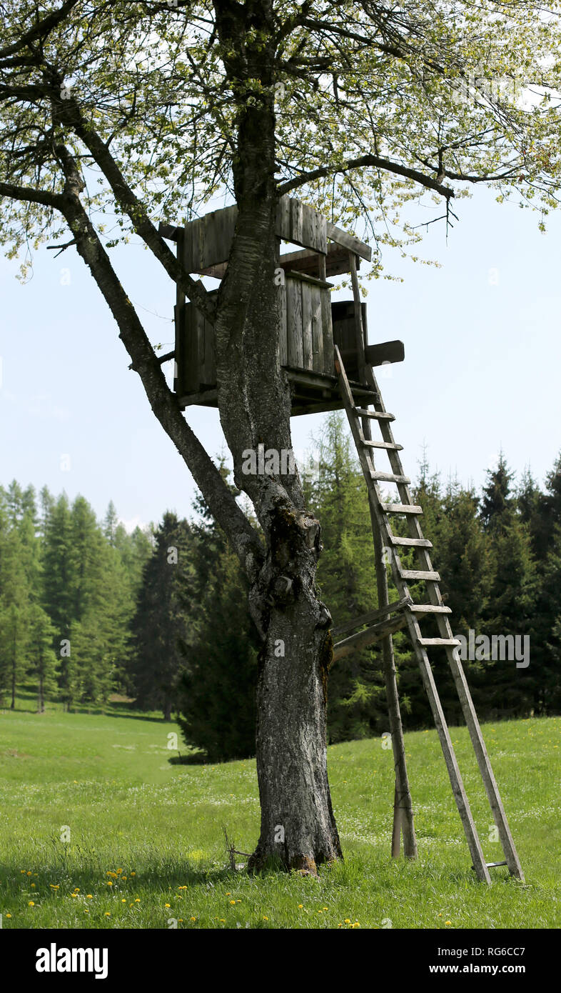 wooden hunting lodge on the big tree of cherries Stock Photo - Alamy