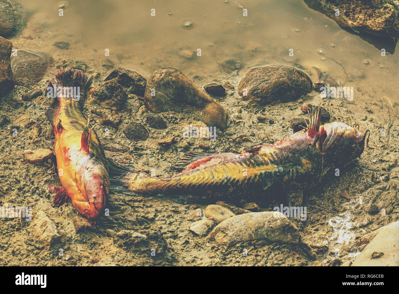 Dead fish on stony lake shore. Horrible smell big fish with bloody side ...
